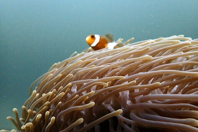PADI Discover Scuba 2 Times Diving Phuket - Who Should Consider This Tour?