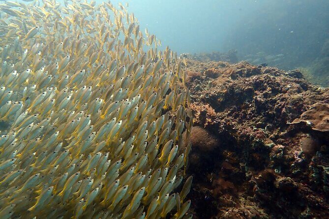PADI Discover Scuba 2 Times Diving Phuket - FAQ