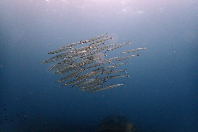 PADI Discover Scuba 3 Times Diving Phuket - Key Points