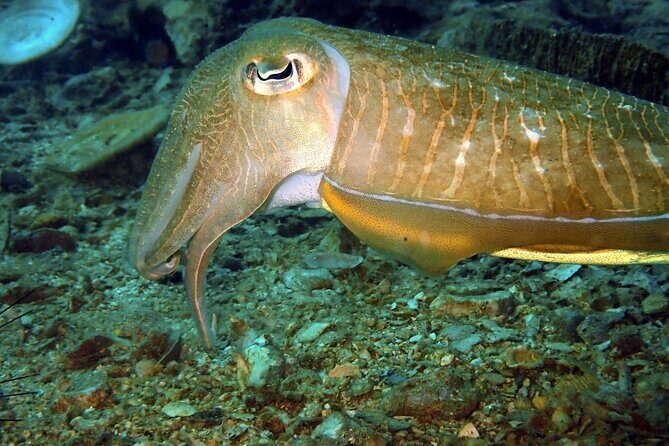 PADI Discover Scuba 3 Times Diving Phuket - Introducing the Phuket PADI Discover Scuba Tour