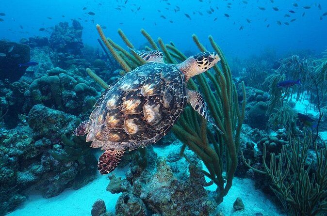 PADI Discover Scuba Dive at Coral Divers Curacao - What to Expect from the Coral Divers Discover Scuba Experience