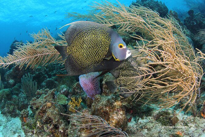 PADI Discover Scuba Dive - The Experience Provider: The Dive Bus