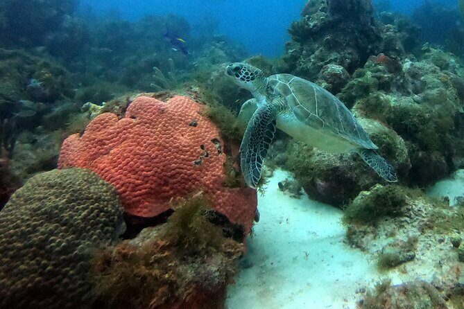 PADI Discover Scuba Dive - The Sum Up: Who Is This Tour Best For?