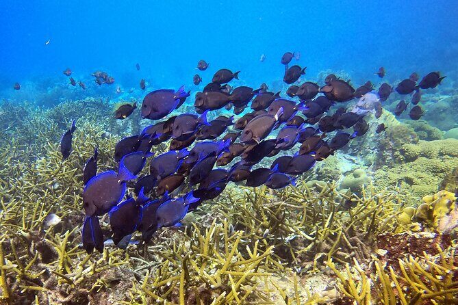 PADI Discover Scuba Dive - FAQ: Common Questions About the PADI Discover Scuba Dive