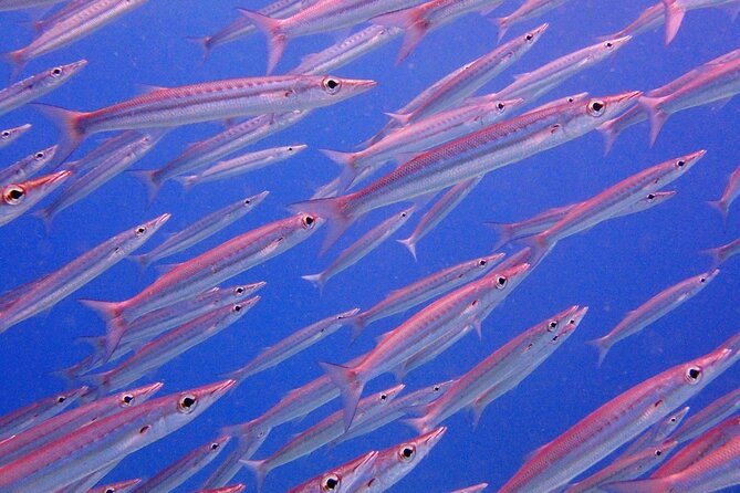 PADI Discover Scuba Diving for Beginners (Non Certified Divers) - What Reviewers Say