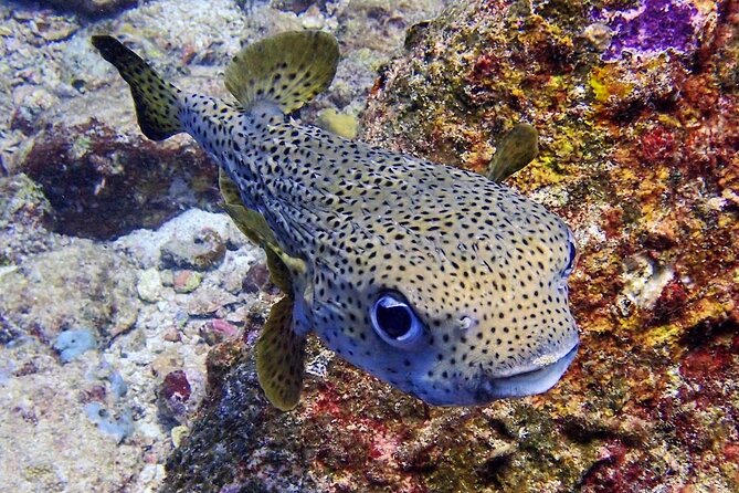 PADI Discover Scuba Diving for Beginners (Non Certified Divers) - Additional Tips for Travelers