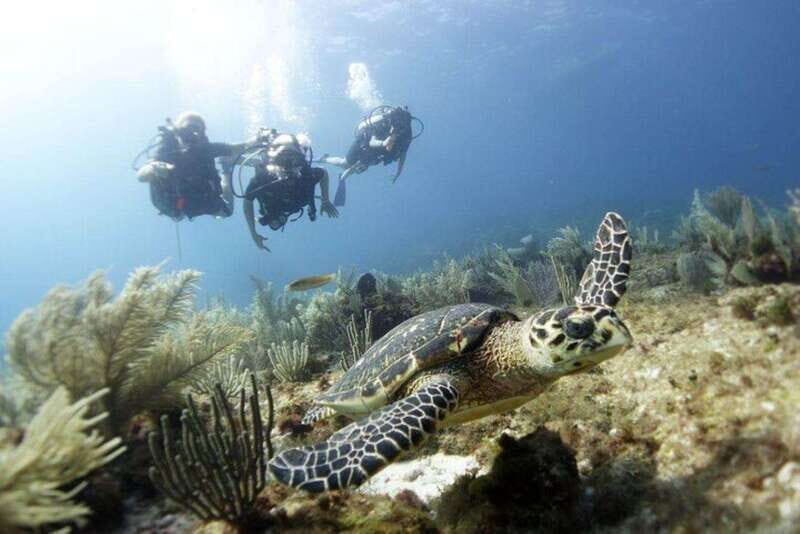 PADI Discover Scuba Diving for divers without certification - Why This Tour Is a Great Value