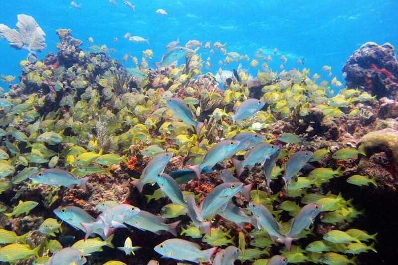 PADI Discover Scuba Diving for divers without certification - The Sum Up