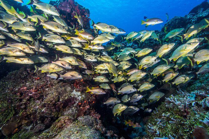 PADI Discover Scuba Diving Program in the Riviera Maya - The Real-World Experience: What Travelers Say