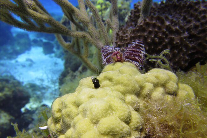 PADI Discover Scuba Diving Program in the Riviera Maya - FAQ