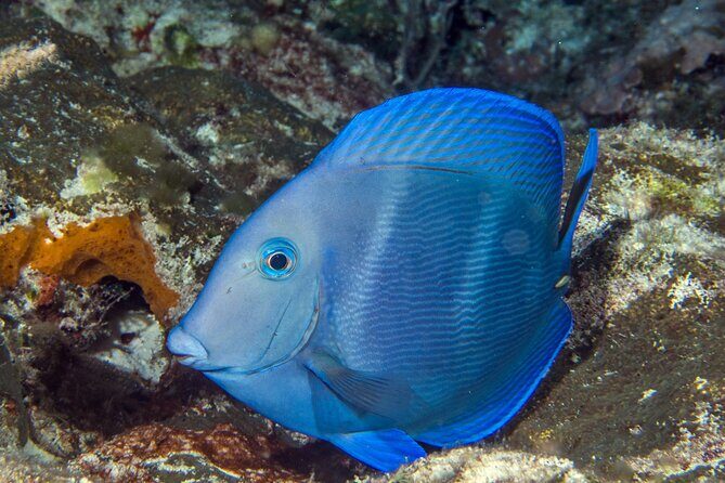 PADI Discover Scuba Diving Tour in Cozumel - Who Would Love This Tour?