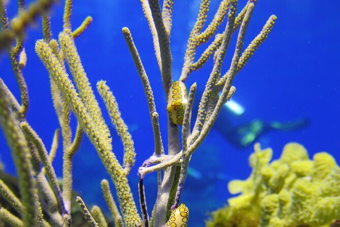 PADI Discover Scuba Diving Tour in Cozumel - The Sum Up