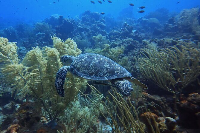 PADI Open Water Course in 3 days - An Honest Review of the PADI Open Water Course in Curacao