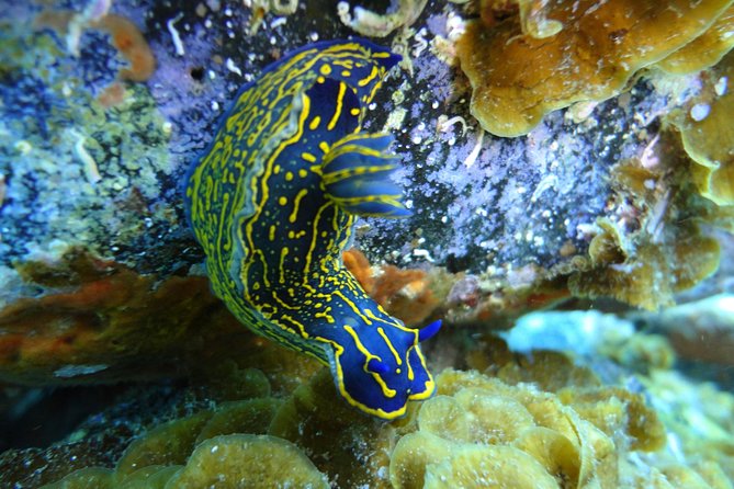 PADI Open Water Course in Costa Adeje - Pricing and Reservation Options