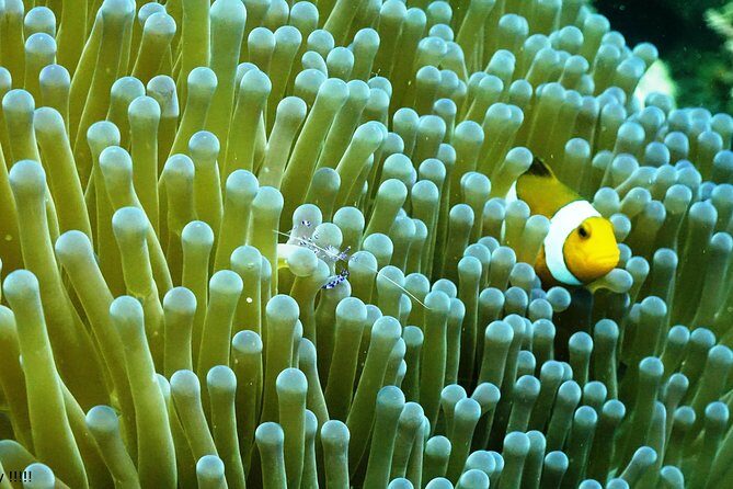 PADI Open Water Course in Menjangan - The Sum Up: Is This Tour Worth It?