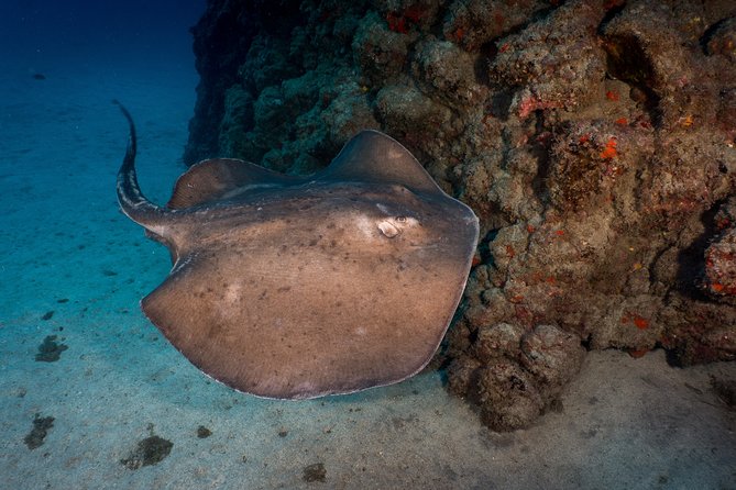 PADI Open Water Course in Playa De Las Americas - Meeting and Pickup Information