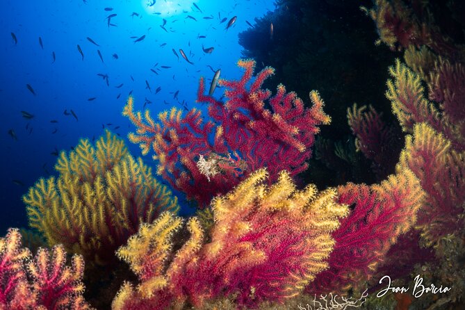 PADI Open Water Diver Course - Meeting Point and Course Schedule