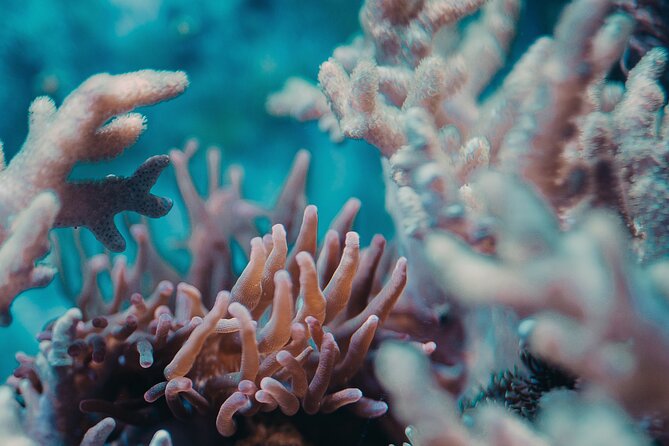 PADI Open Water Diver Course | For beginners - FAQ