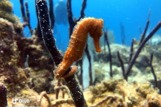 PADI Open Water Diver Course in Bayahibe - Practical Details and Logistics