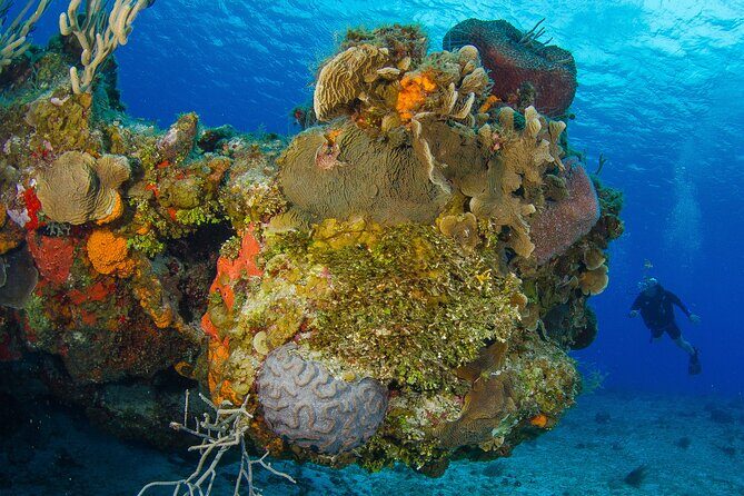 PADI Open Water Diver Course in the Riviera Maya - Introduction: What to Expect from the Riviera Maya PADI Course