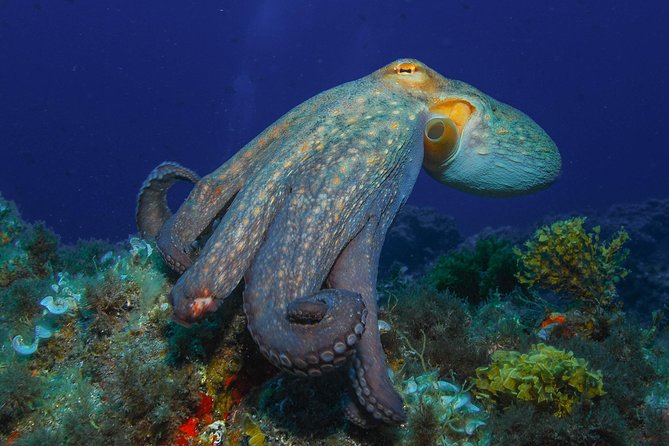 PADI Open Water Diver Course (OWD) - Pricing and Booking