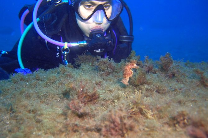 PADI Open Water Diver Course (OWD) - Certification and Recognition