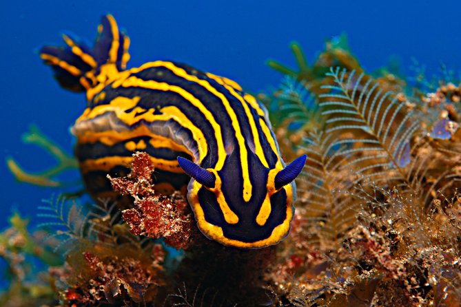 PADI Open Water Diver Course (OWD) - Why Choose This PADI Open Water Diver Course?