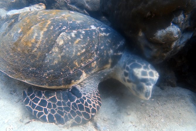Padi open water diver course (Start at Ko Kut) - The Learning Environment