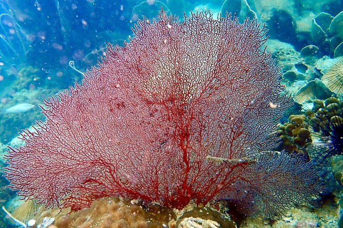 Padi open water diver course (Start at Ko Kut) - Logistics and Practicalities