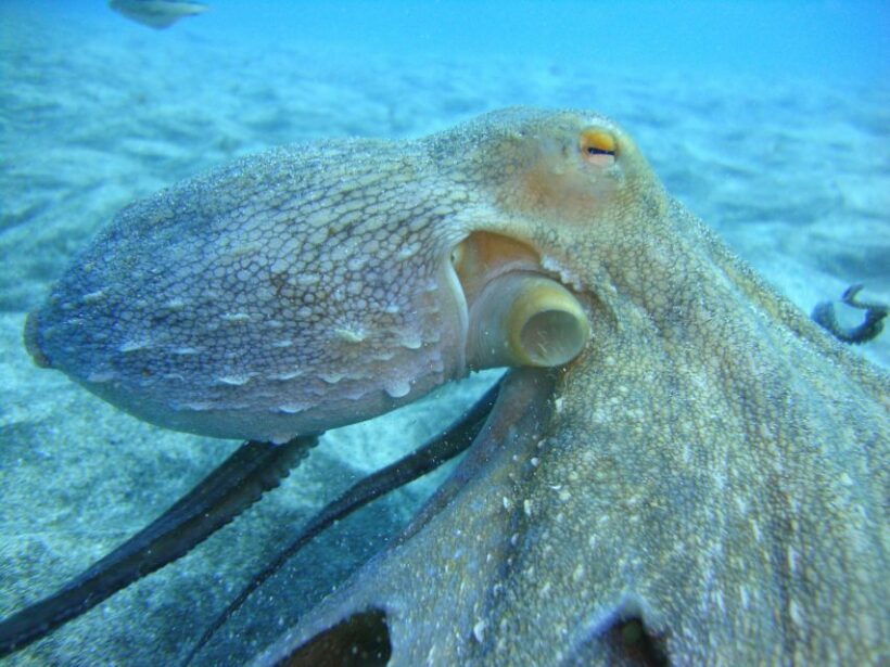 PADI Open Water Diving Course Tenerife - Whats Included and Why It Matters