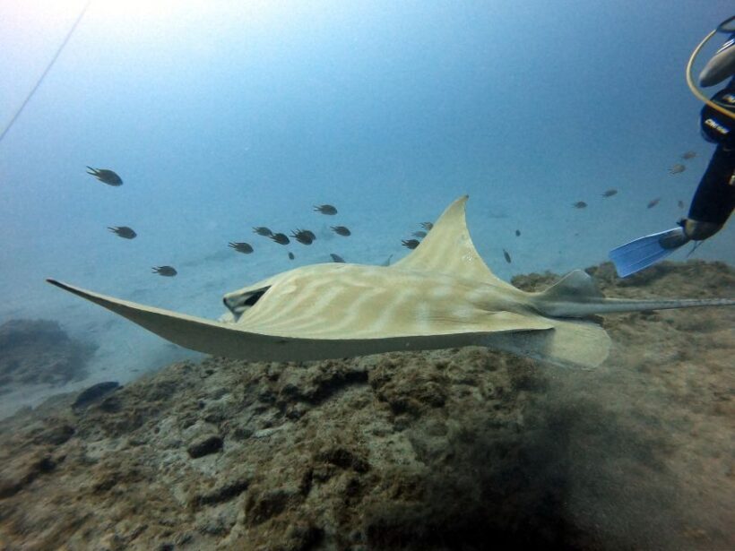 PADI Open Water Diving Course Tenerife - Practical Considerations and Value