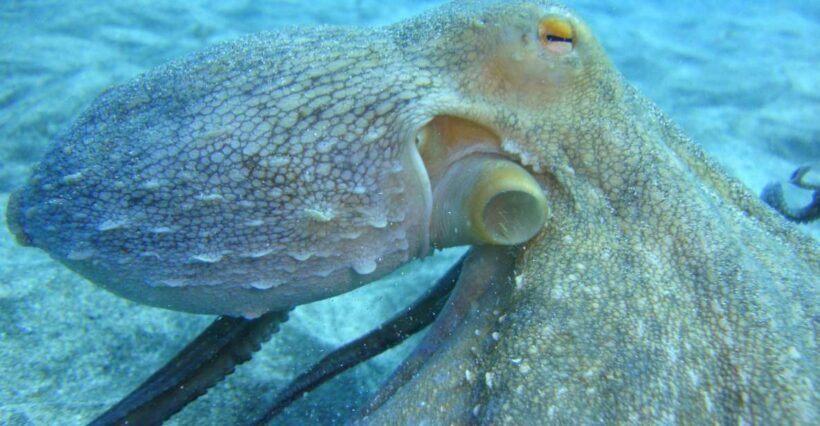 PADI Open Water Diving Course Tenerife - Authentic Experiences and Feedback