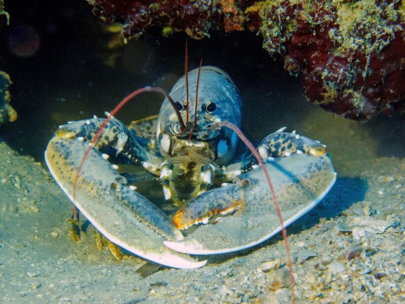 PADI Open Water Diving Course Tenerife - Who Is This Course Best For?