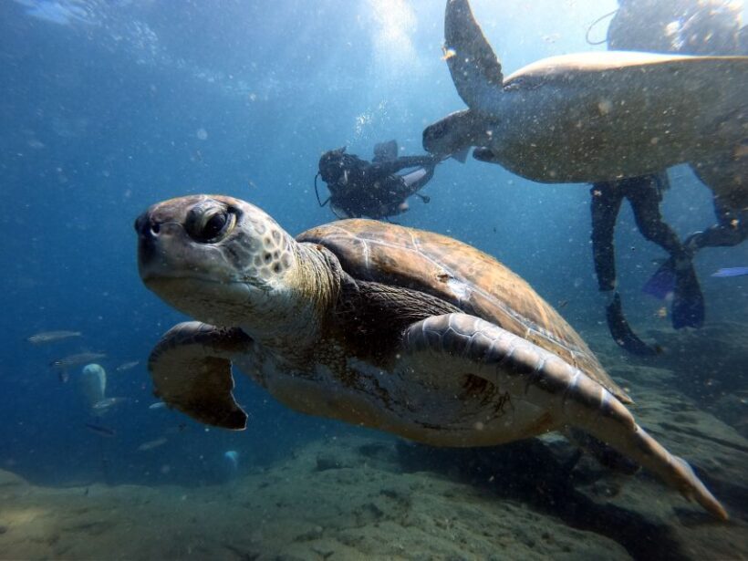 PADI Open Water Diving Course Tenerife - The Sum Up