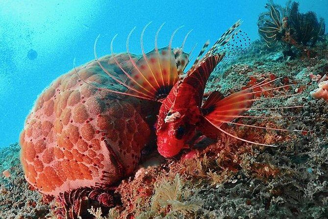 PADI Rescue Diver - Authentic Feedback and What You Can Expect