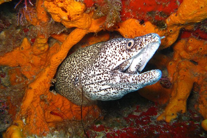 PADI Scuba Dive Course in Costa Adeje - The Sum Up: Who Is This Tour Best For?