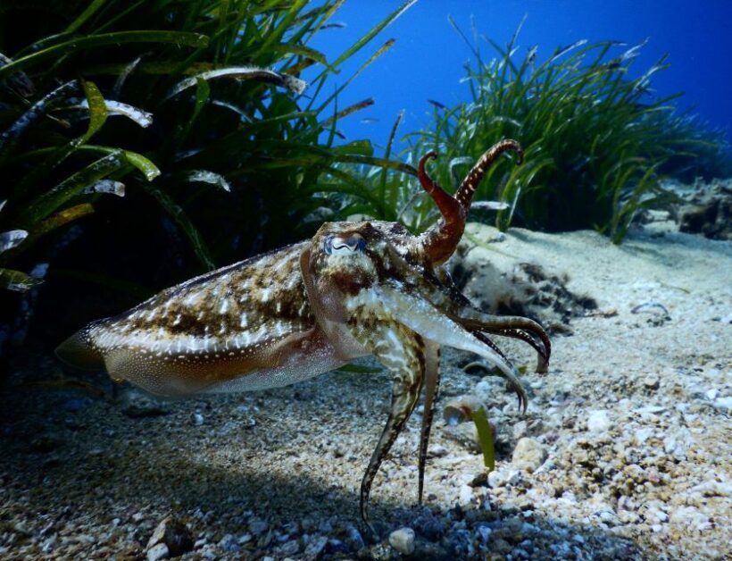 PADI Scuba Diving Program for Beginners in Peloponesse - FAQs