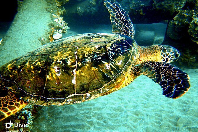 PADI Scuba Lesson and Shore Dive in Maui - Safety & Weather Considerations