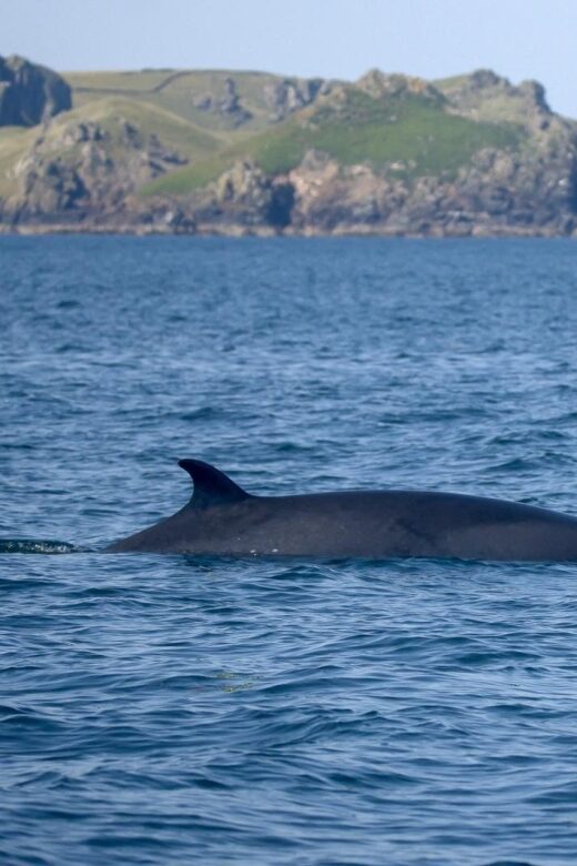 Padstow: Guided RIB Sealife Safari - An In-Depth Look at the Experience