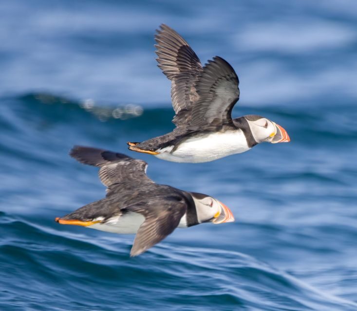 Padstow: Guided RIB Sealife Safari - The Sum Up