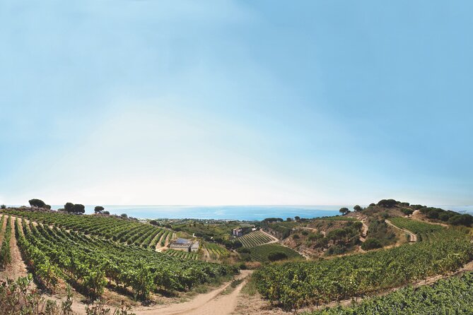 Paella Cooking Experience & Winery Tour From Barcelona - Highlights of the Experience