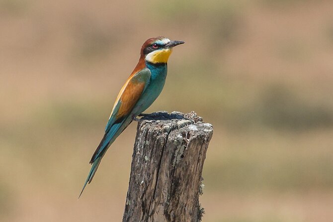 Paella, Olive Oil, Wine & Relax in Rural Estate outside Madrid - Final Thoughts