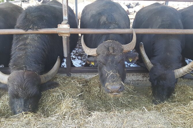 Paestum and Dairy day tour from Naples - FAQ about the Paestum and Dairy Day Tour