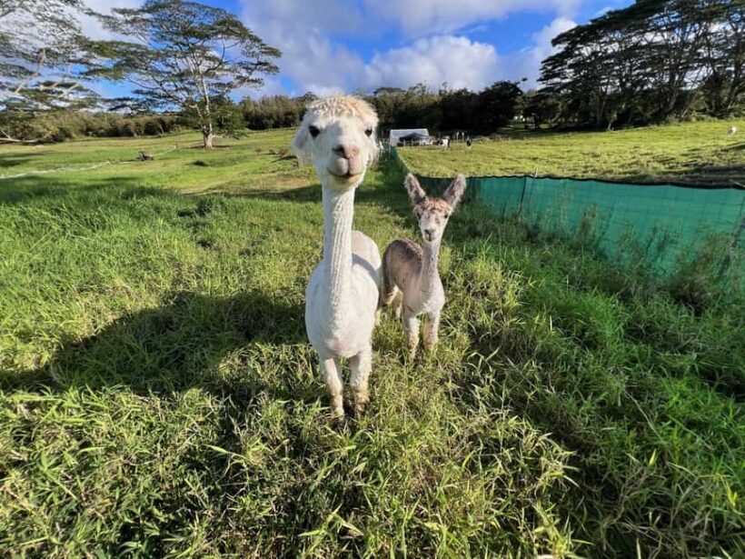 Pahoa: Ranch Tour with Animal Feedings and Interactions - The Sum Up