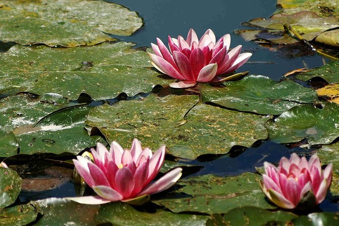 Palace of Versailles & Giverny Audio Guide Tour with Pickup and Drop Off - Final Thoughts: Is It Worth It?