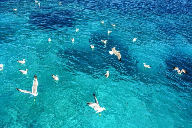 Palau: La Maddalena Archipelago and Caprera Island Boat Tour - Behind the Scenes of Sardinia’s Natural Wonders