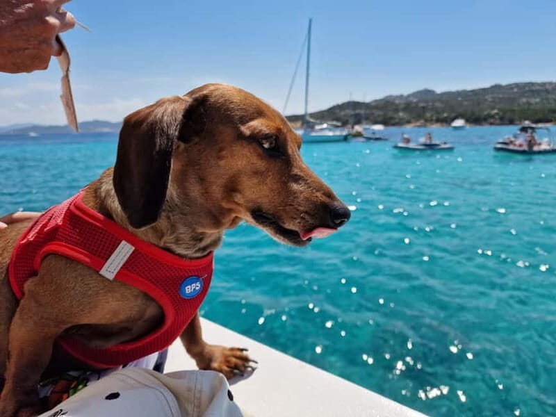 Palau: La Maddalena Archipelago Comfort Boat Tour with Stops - The Sum Up