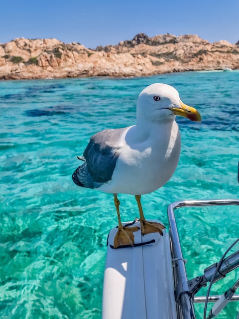 Palau: Sailing tour La Maddalena Archipelago - FAQ