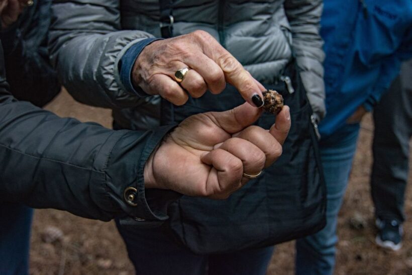Palazzolo Acreide: Truffle Hunt with 3-Course Meal and Wine - A Deep Dive into the Sicilian Truffle Experience
