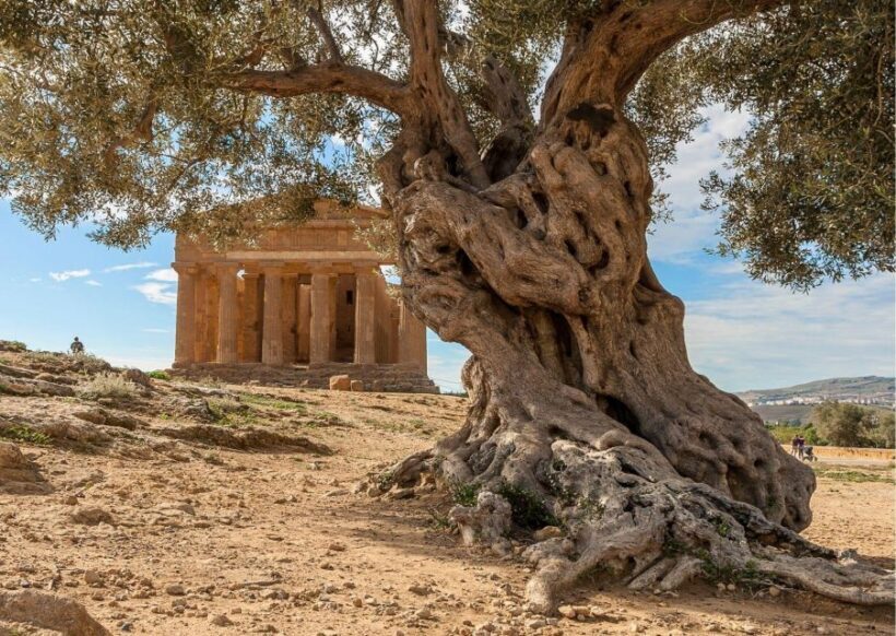 Palermo to Taormina: stop Valley of Temples and Roman Villa - Final Thoughts